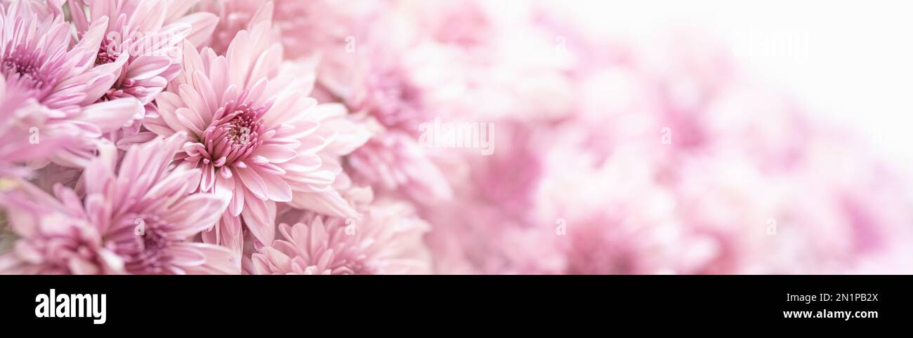 Closeup of pink Mums flower on white background with copy space using ...