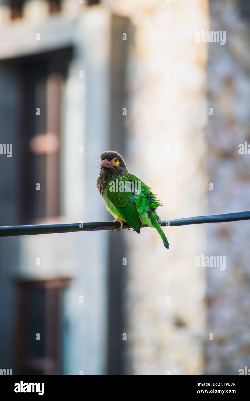 The Brown-headed barbet (Psilopogon zeylanicus) is an Asian barbet ...