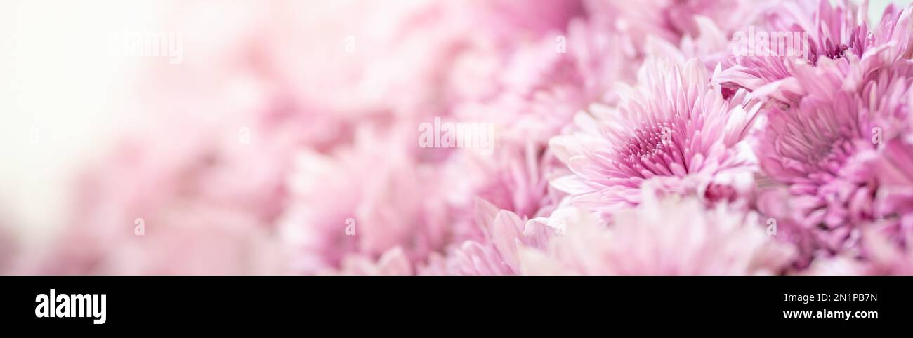Closeup of pink Mums flower on white background with copy space using ...