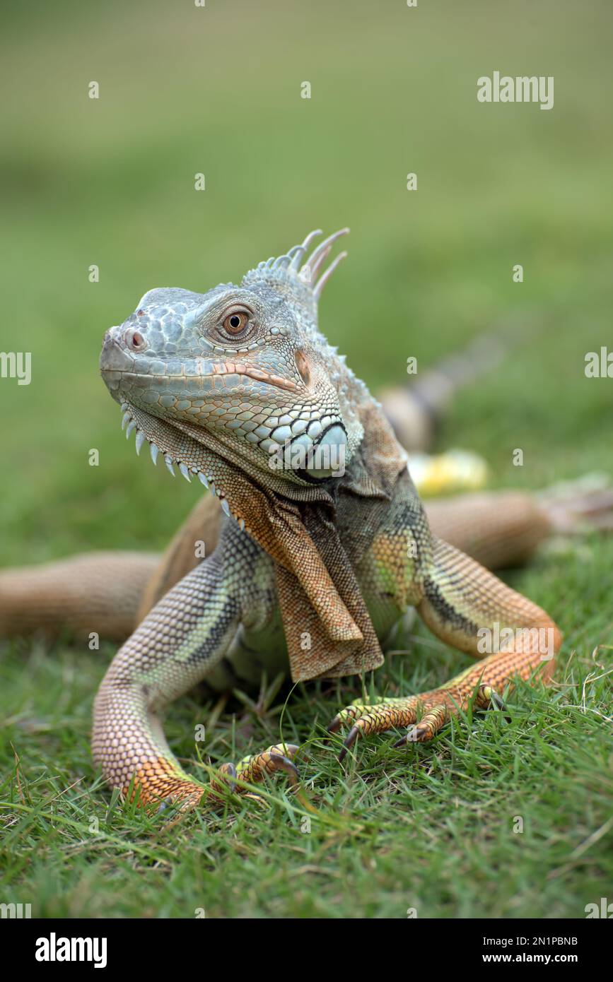 Big green iguana on a grass Stock Photo - Alamy