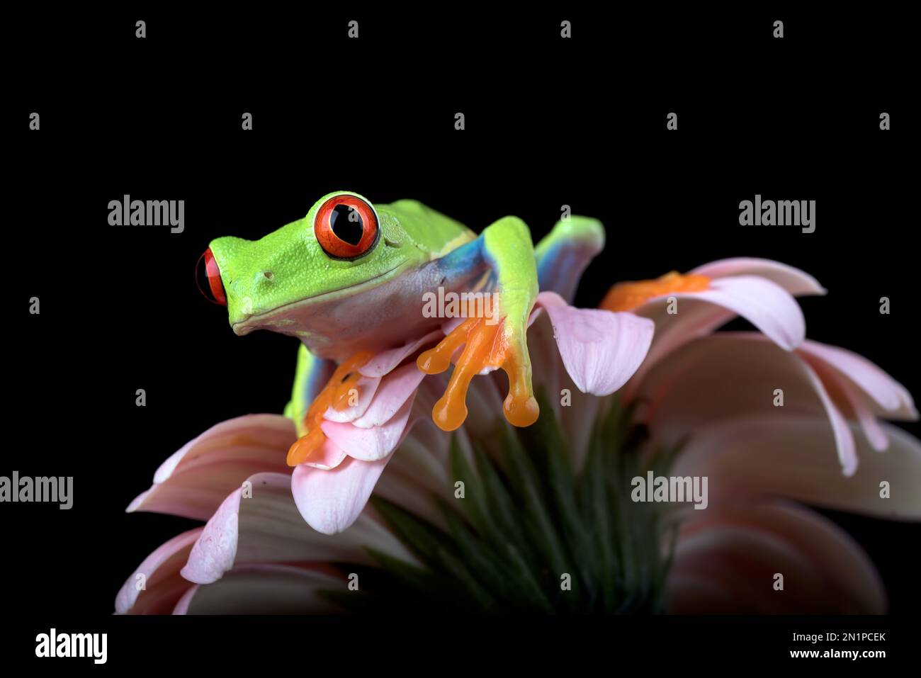 Red eyed tree frog habitat hi-res stock photography and images - Alamy