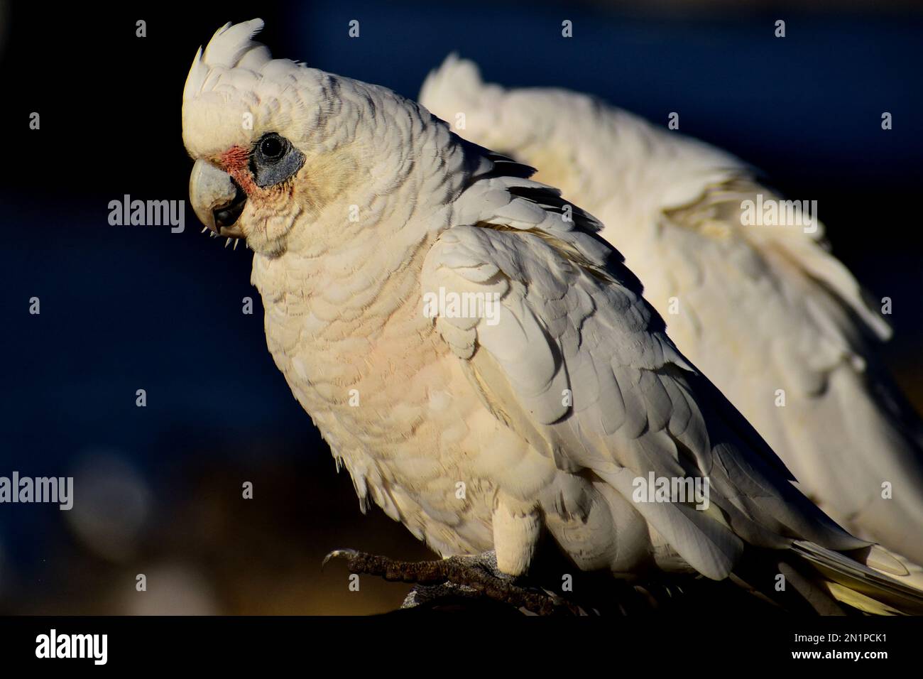 A western long-billed corella enjoying afternoon sun Stock Photo - Alamy