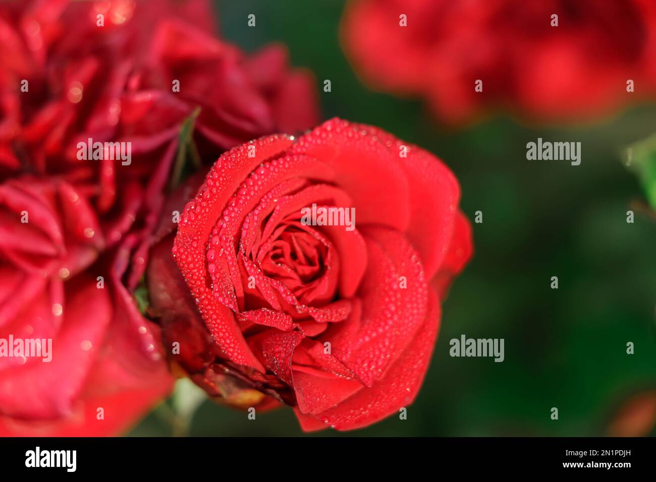 Blooming red rose top view in a garden Stock Photo - Alamy