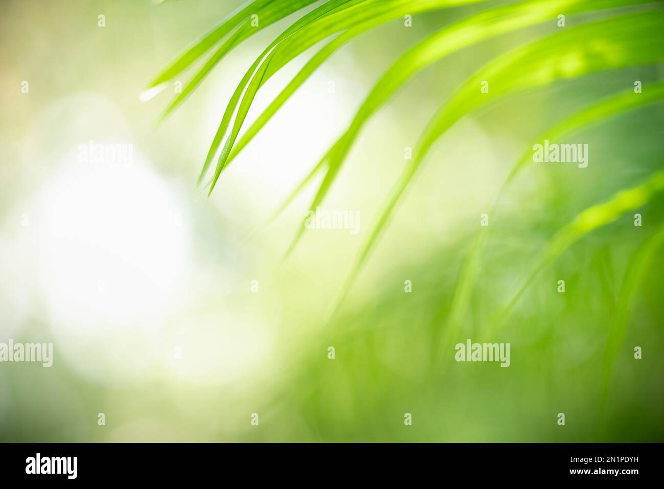 Abstract blurred of green leaf nature using as background natural ...