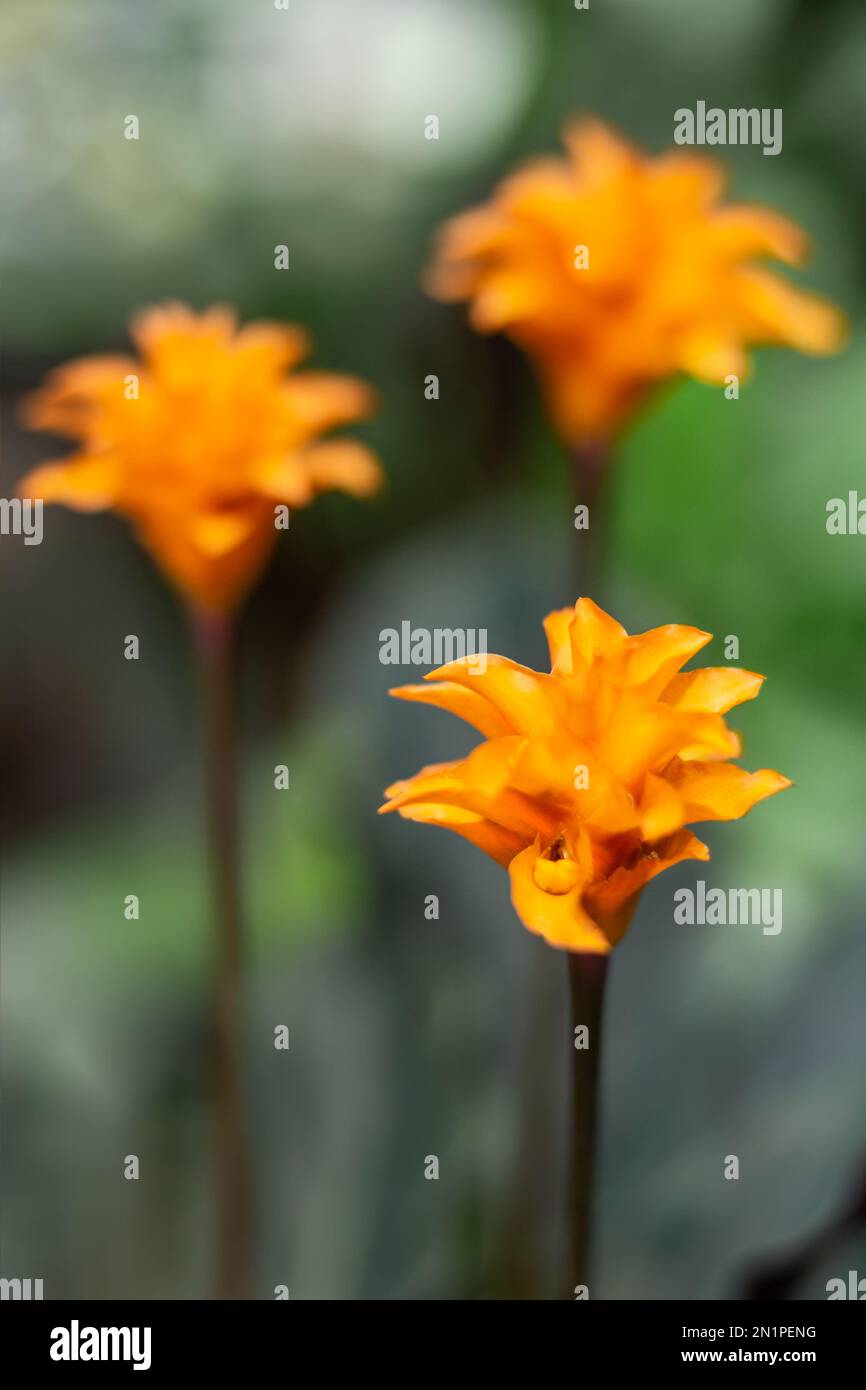 Saffron coloured calathea hi-res stock photography and images - Alamy