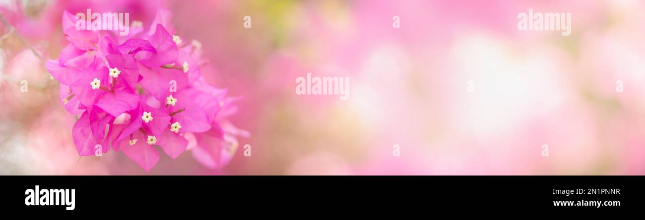 Closeup of pink Bougainvillea flower using as background natural flora ...