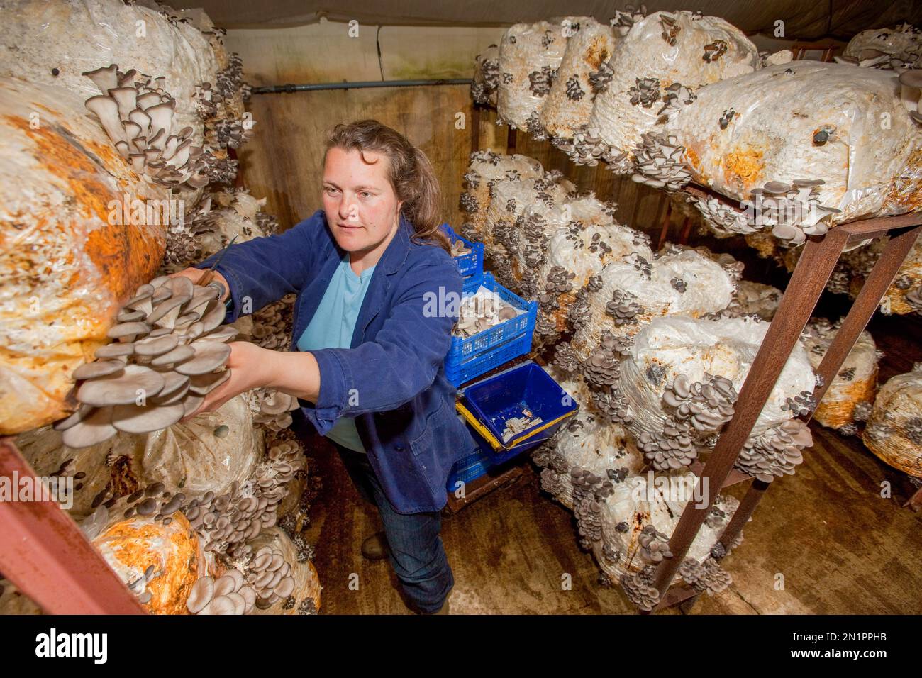 Oyster nursery hi-res stock photography and images - Alamy
