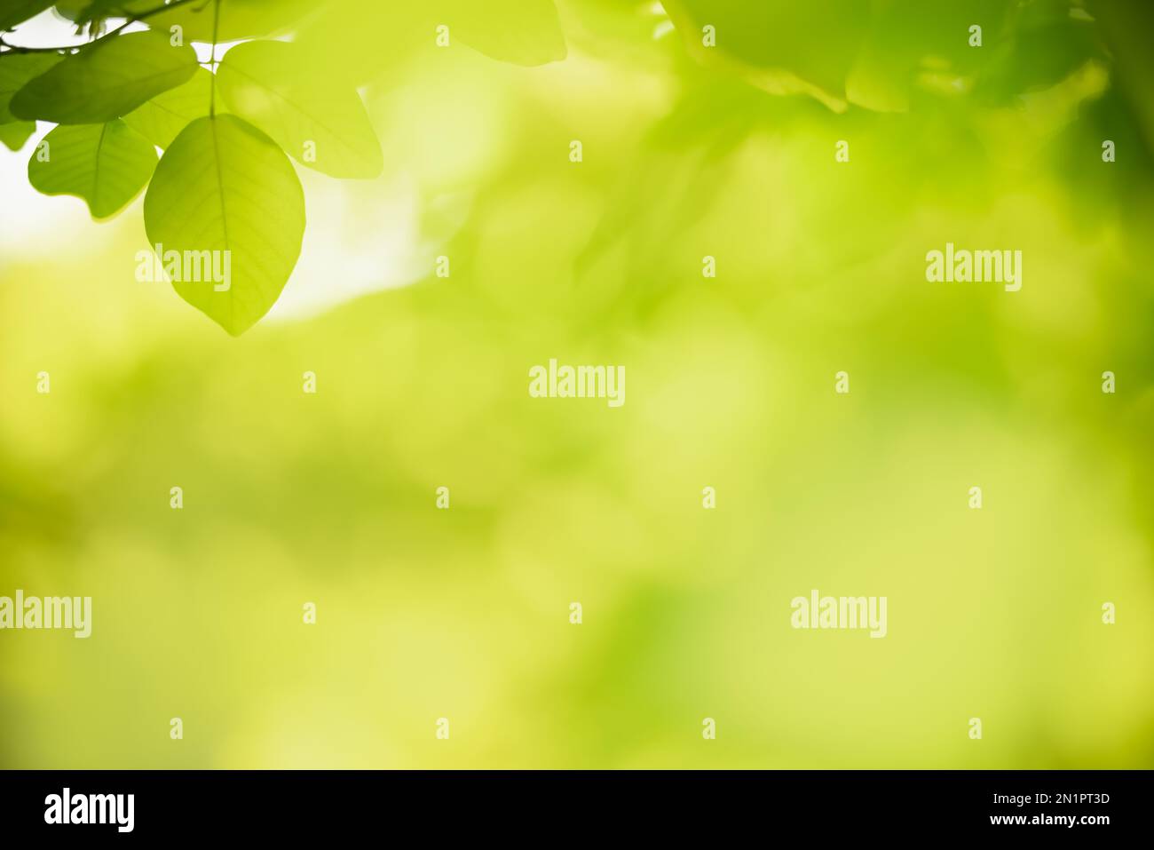 Beautiful nature view green leaf on blurred greenery background under ...