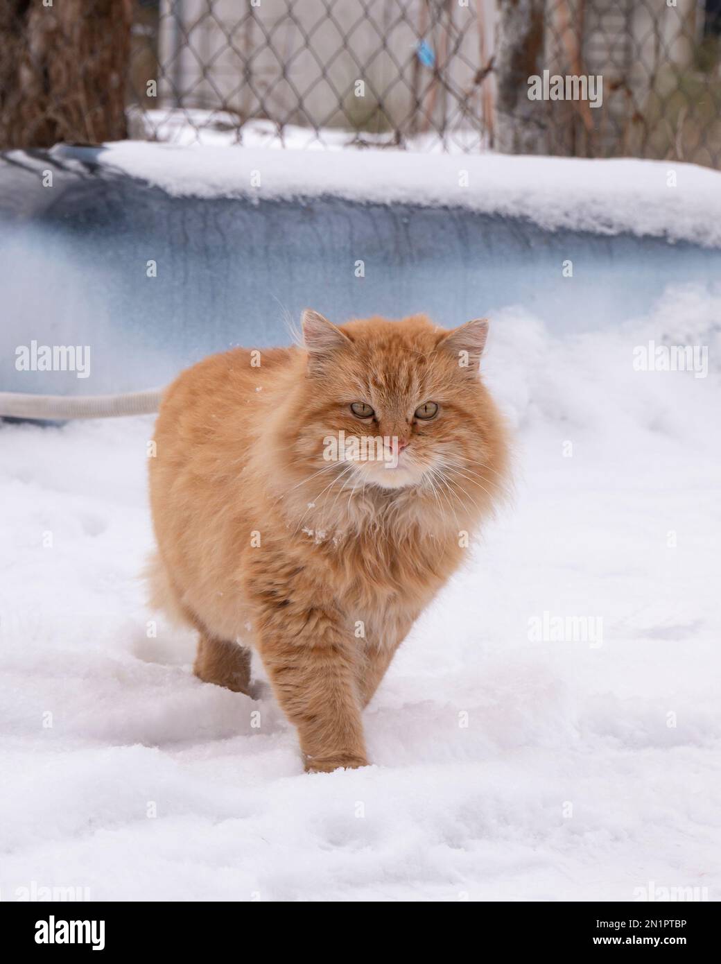 going big red cat in snow winter weather Stock Photo - Alamy