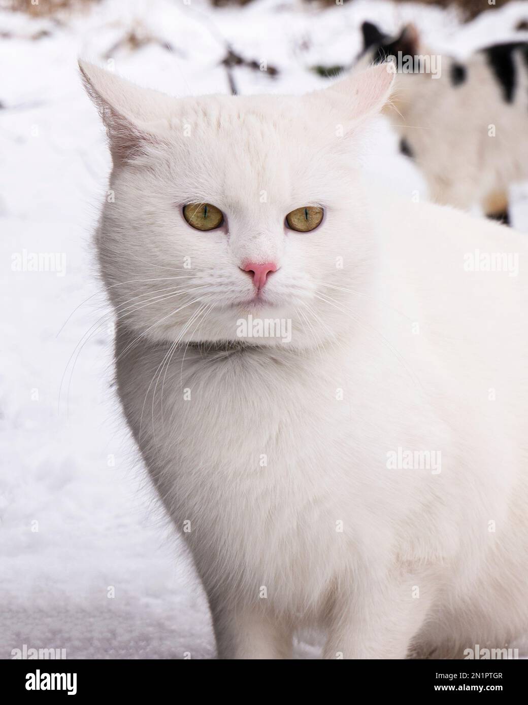 Portrait siberian kitten outdoor hi-res stock photography and images ...