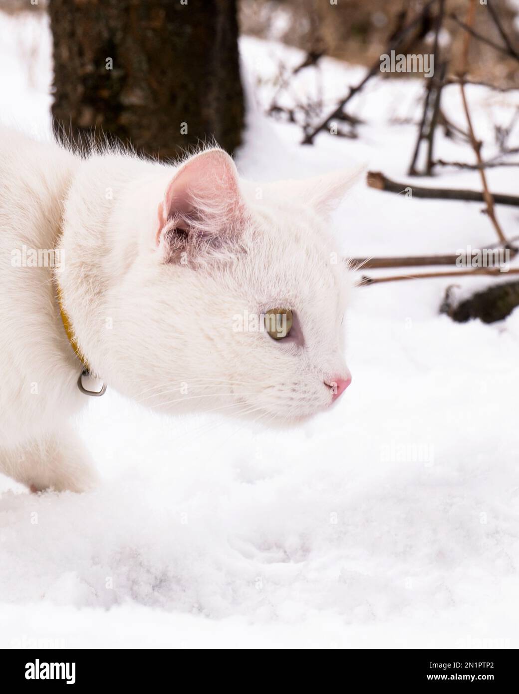 Mouse in winter hi-res stock photography and images - Alamy