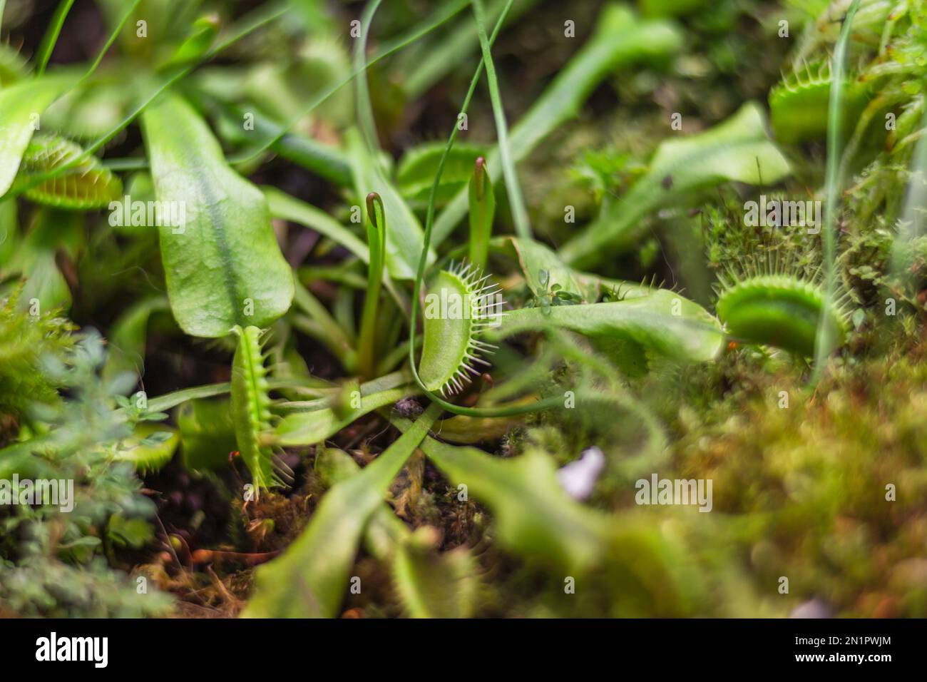 Venus flytrap or Dionaea muscipula, close up photo of carnivorous plant ...