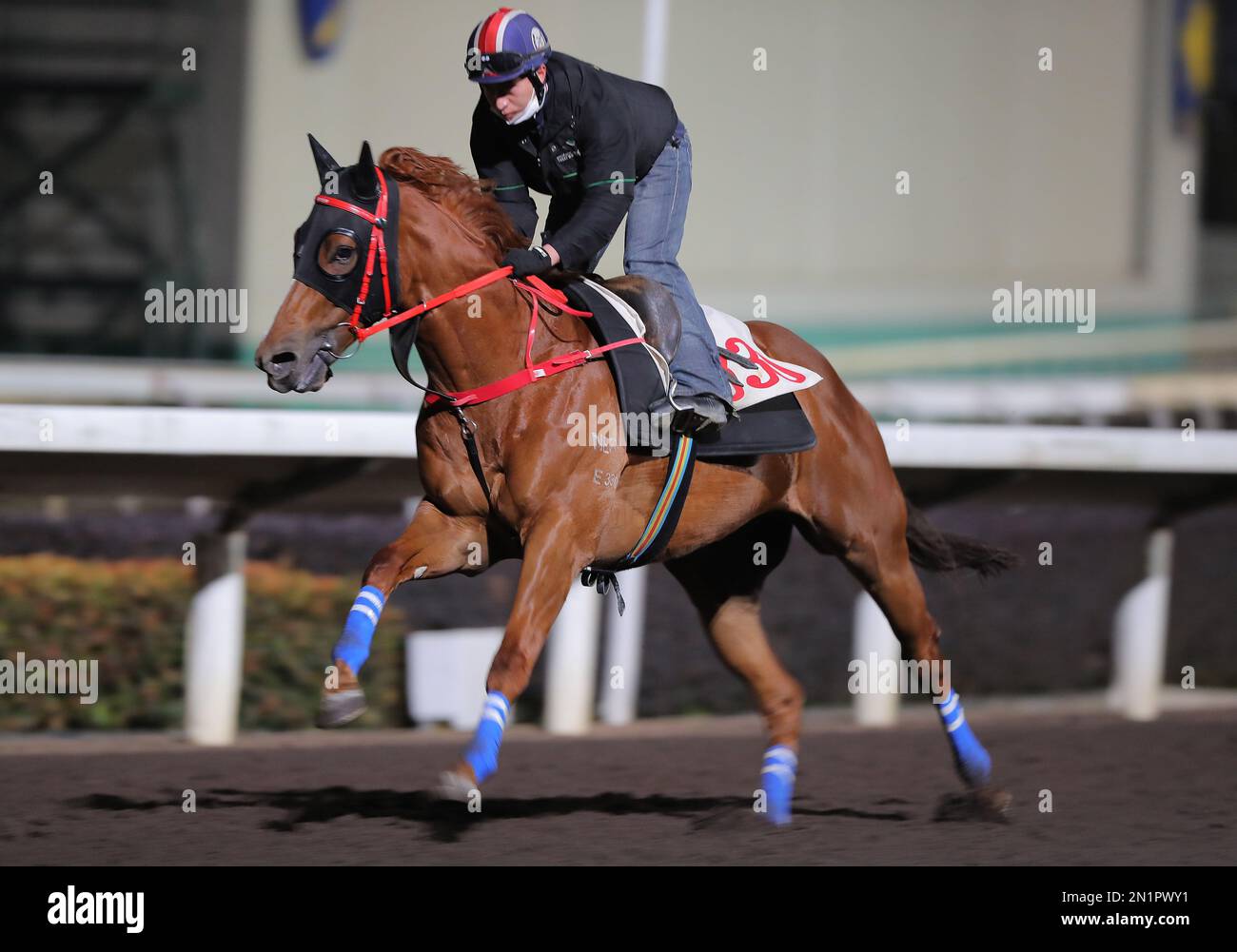 MASTER EIGHT (330) ridding by Karis Teetan, galloping on the all ...