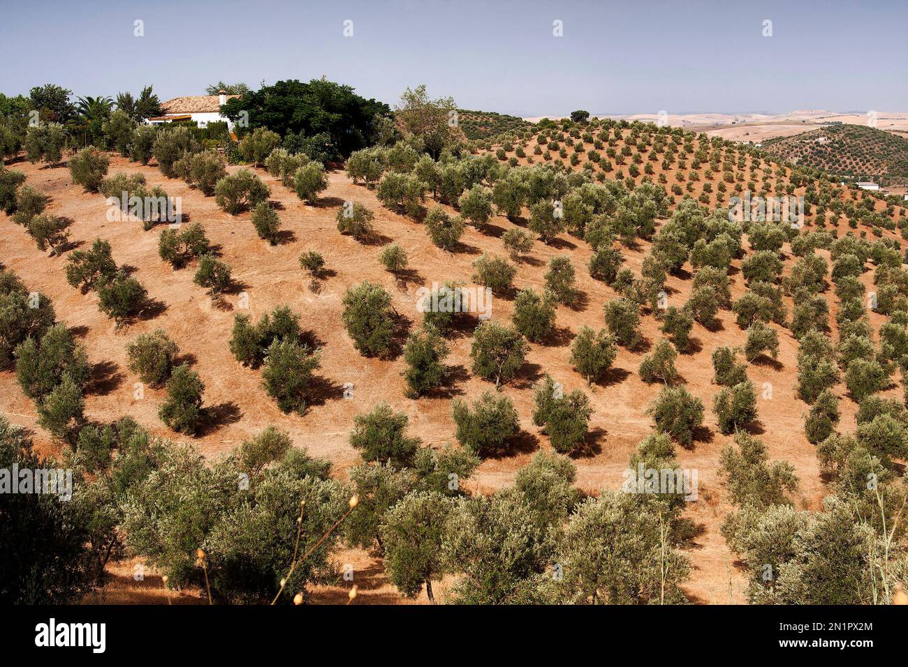 Olive trees spain hi-res stock photography and images - Alamy