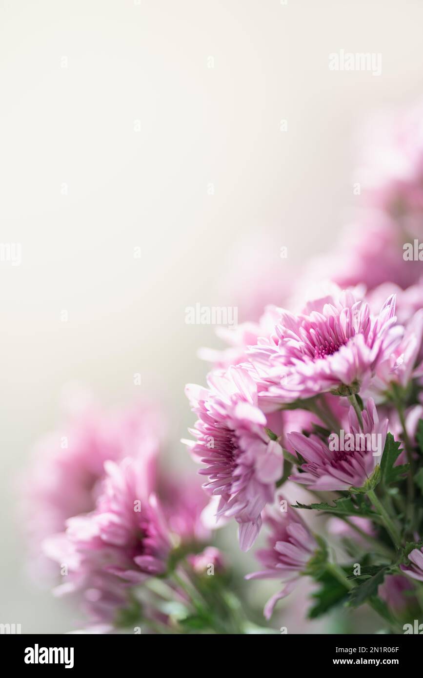 Closeup of pink Mums flower on white background with copy space using ...