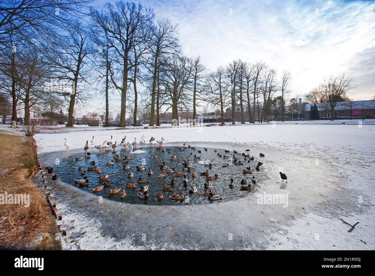 Netherlands, Arnhem - manmade hole in the ice of a pond, so ducks and ...
