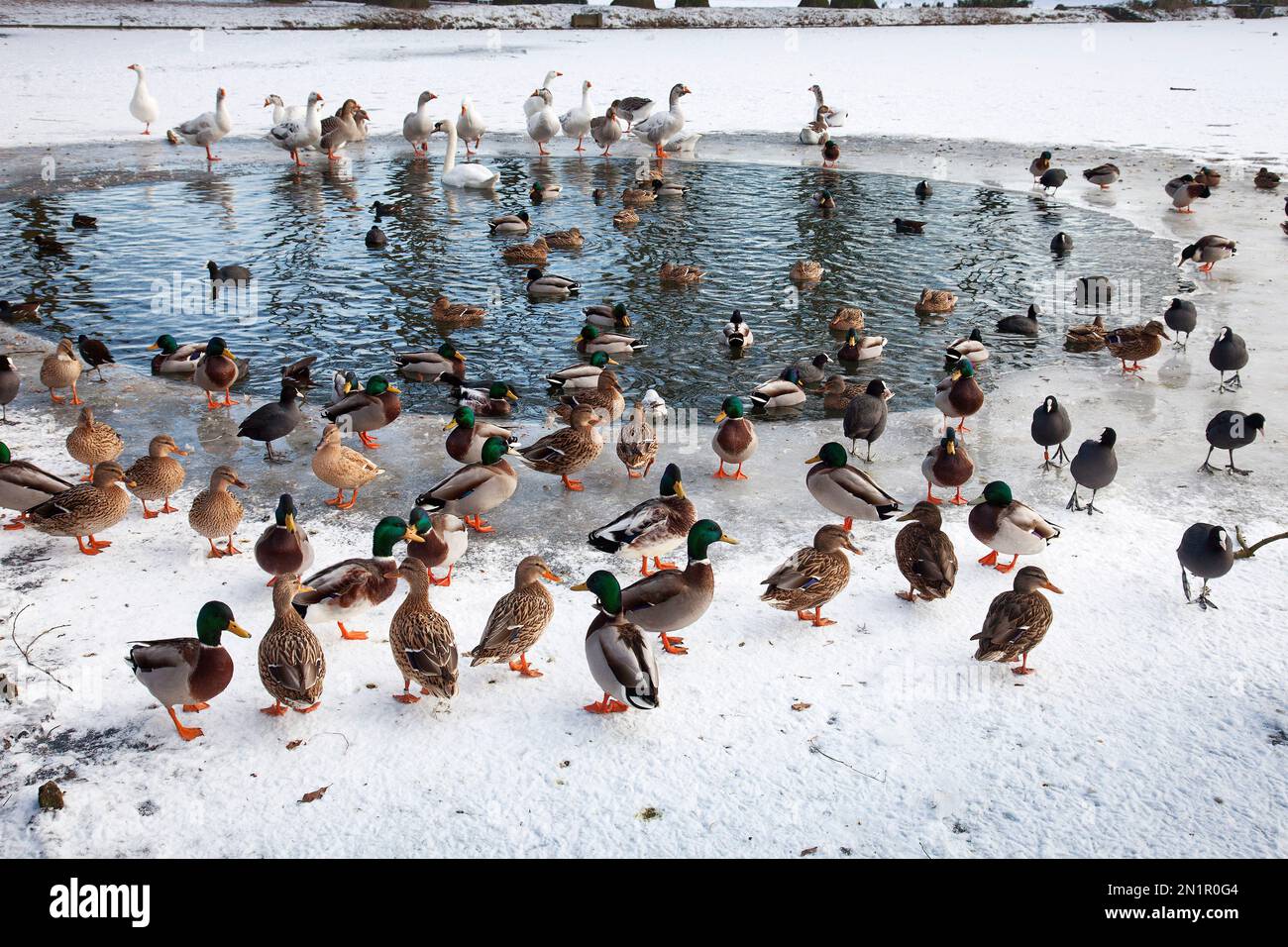 Netherlands, Arnhem - manmade hole in the ice of a pond, so ducks and ...