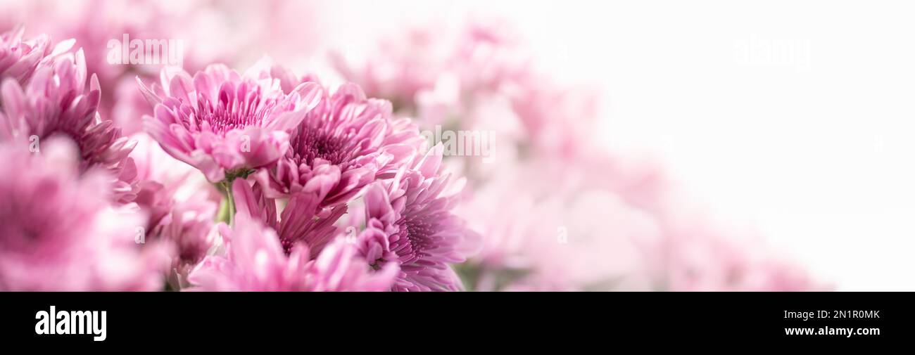 Closeup of pink Mums flower on white background with copy space using ...