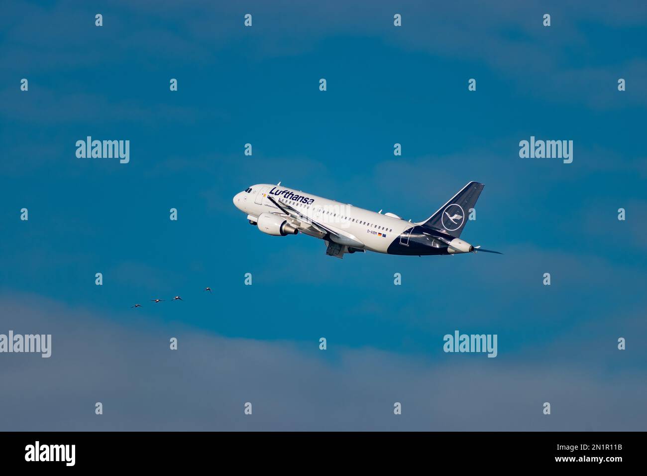 Birds aircraft hi-res stock photography and images - Alamy
