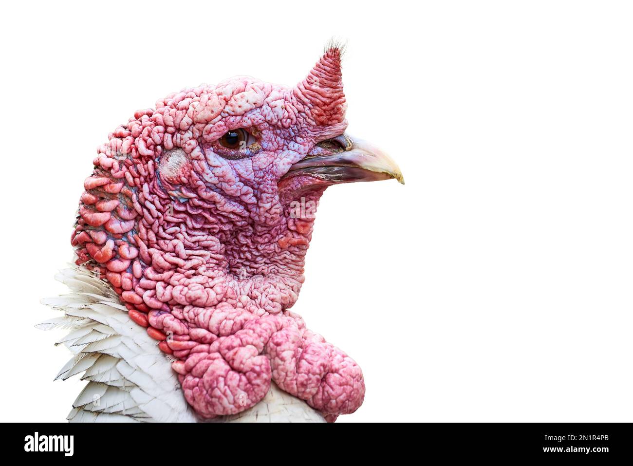 Wild turkey head isolated on white background (Meleagris gallopavo ...