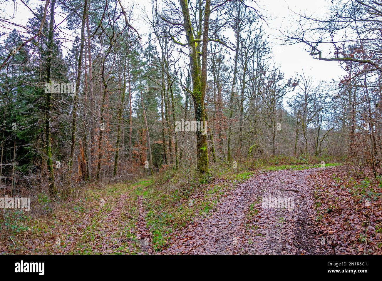Trail in the forest in the Ardennes, Belgium Stock Photo - Alamy
