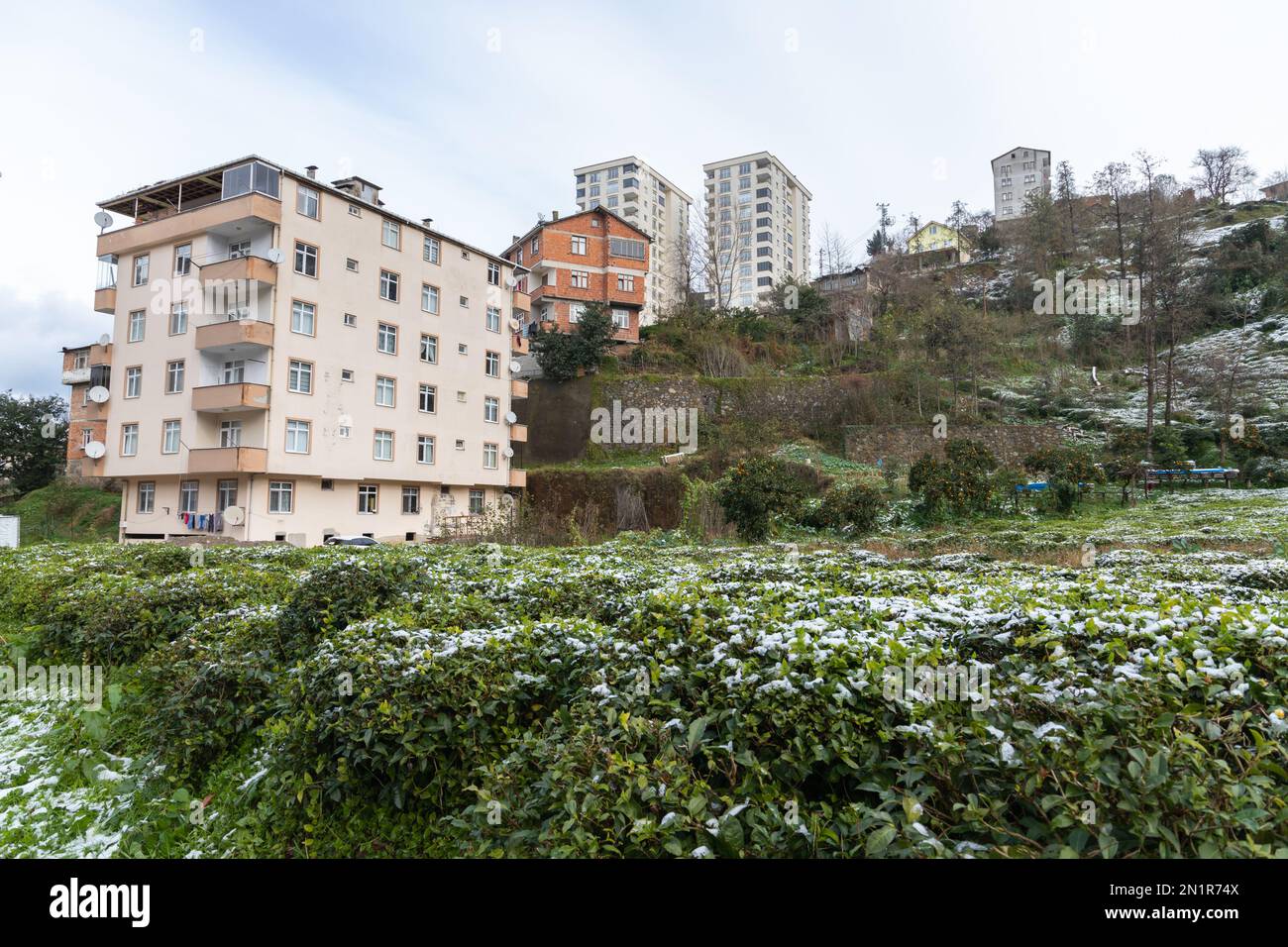 Rural landscape of Surmene, Trabzon, Turkey. Residential houses and tea ...