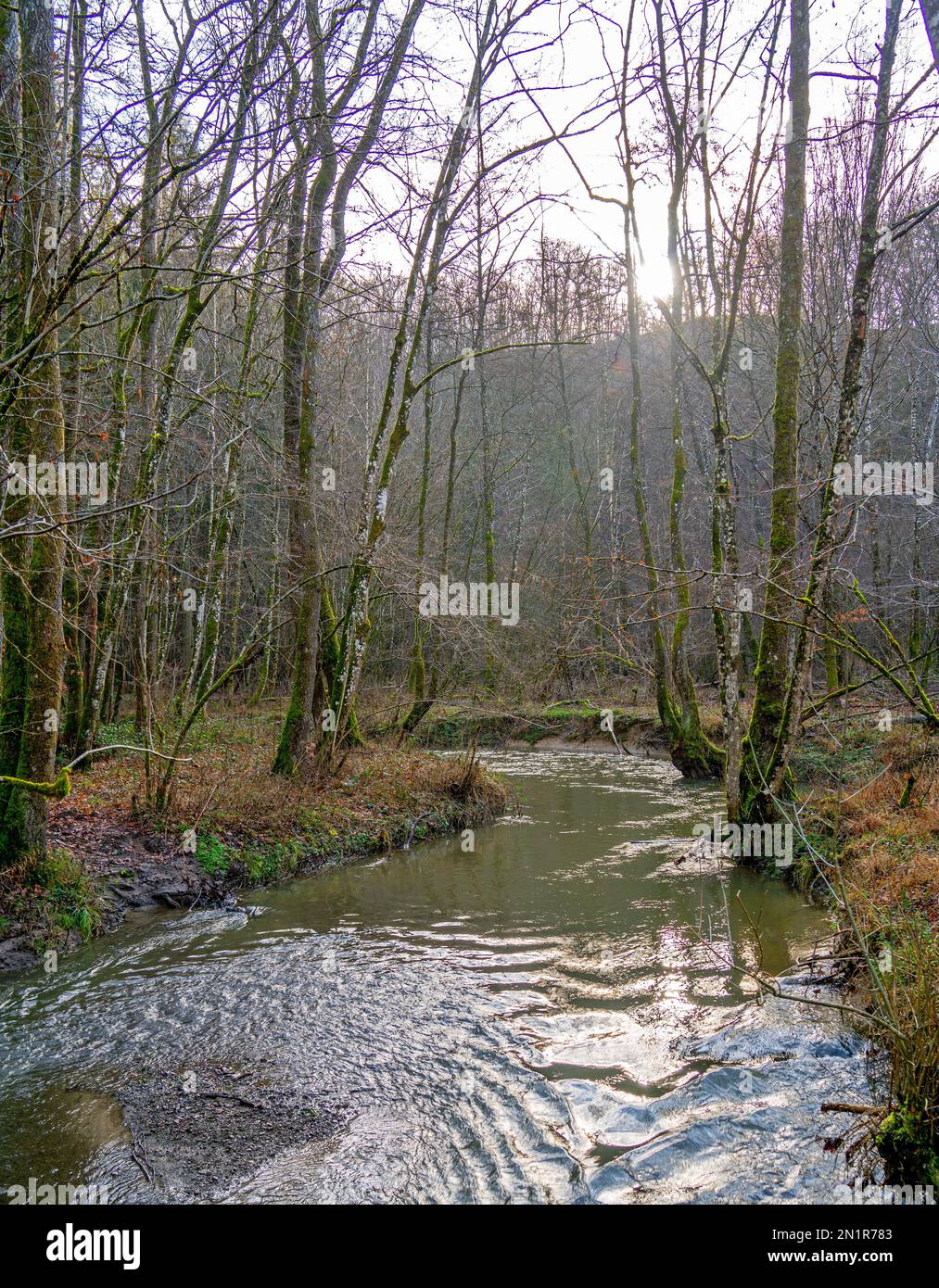 Small brook in the forest in the Ardennes, Belgium Stock Photo - Alamy