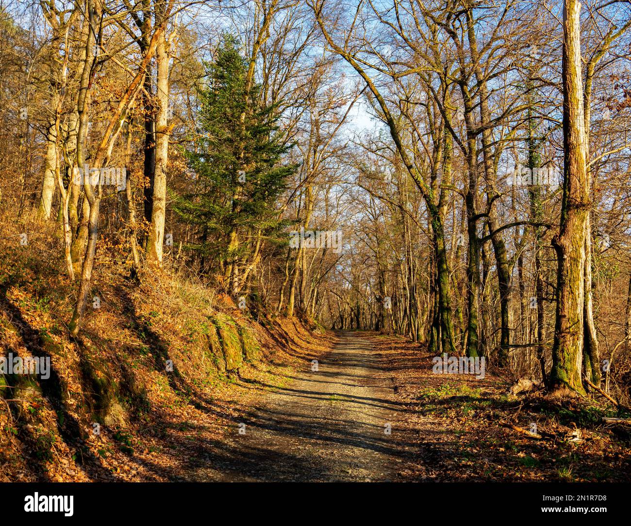 Trail in the forest in the Ardennes, Belgium Stock Photo - Alamy