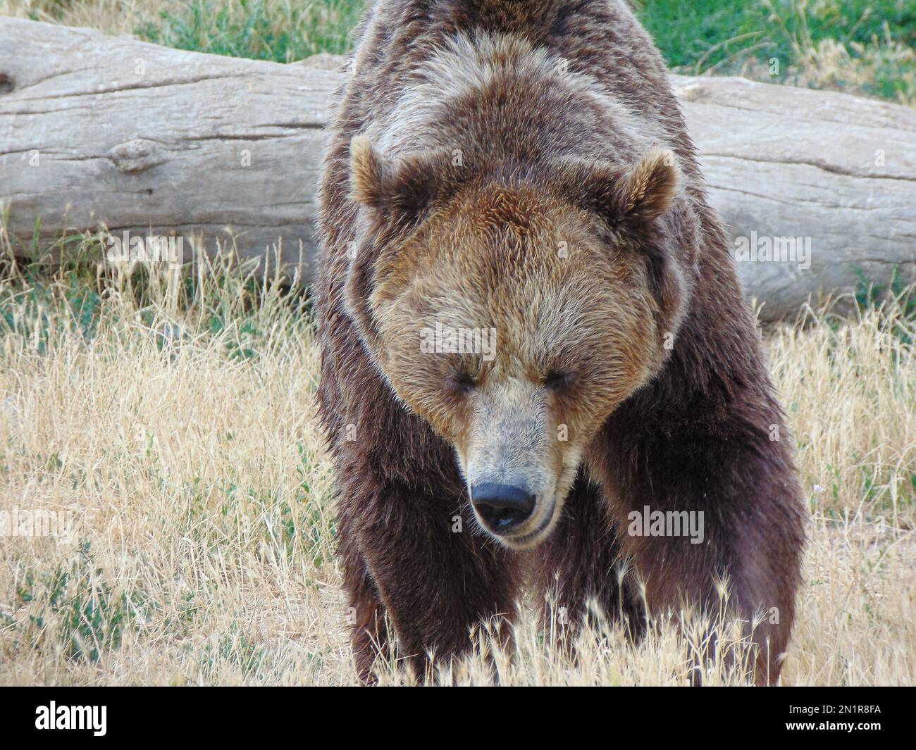 Brown bear at zoo Oradea, Romania Stock Photo - Alamy