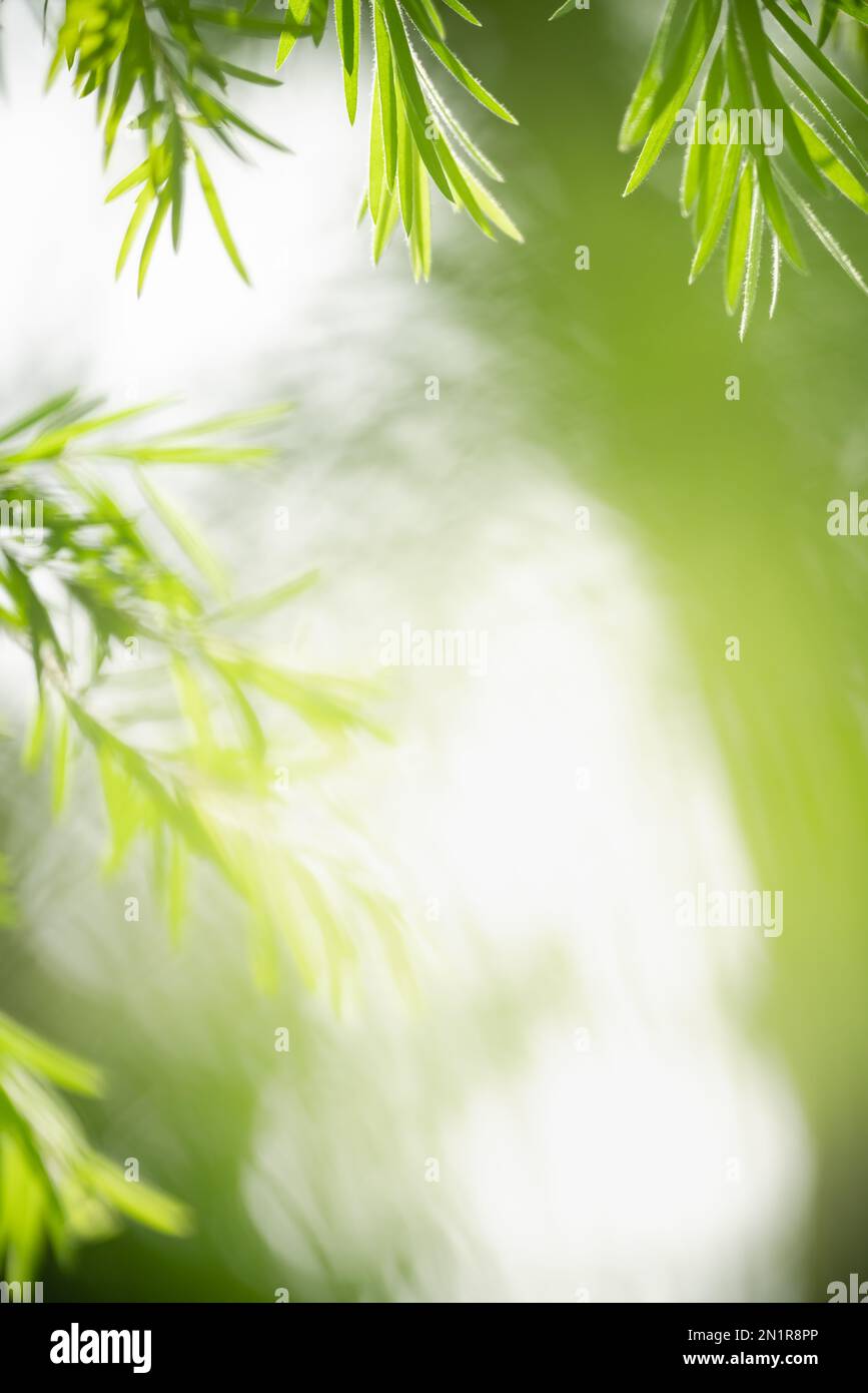 Abstract blurred of green leaf nature using as background natural ...