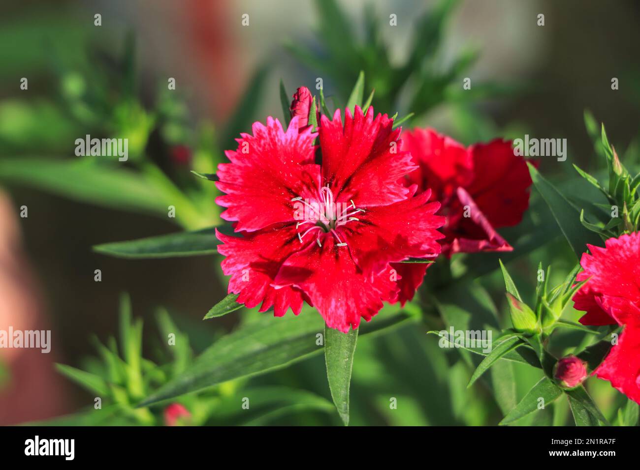 Rockin red dianthus hi-res stock photography and images - Alamy