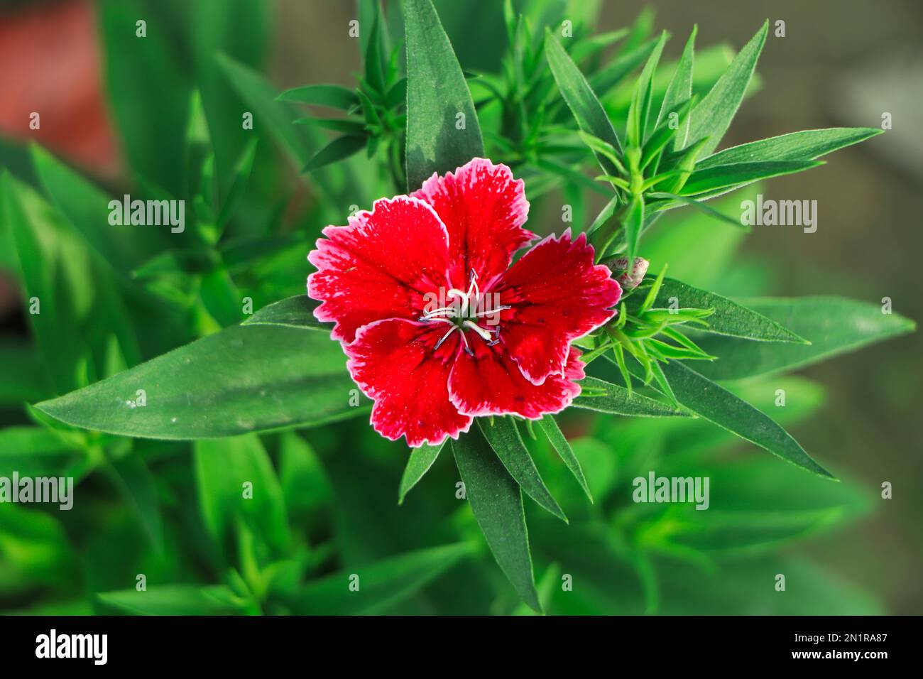 Red carnation flowers background. Blossom texture Stock Photo - Alamy