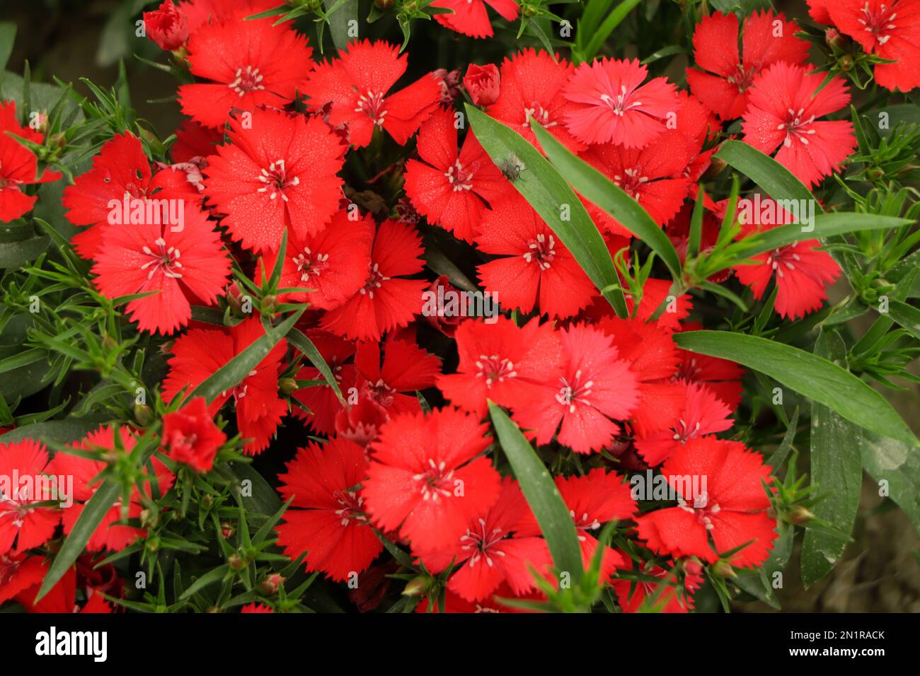 Red carnation flowers background. Blossom texture Stock Photo - Alamy