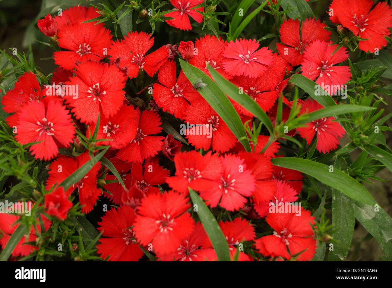 Dianthus barbatus "Rockin Red", a close-up shot of a sharp flower and a ...