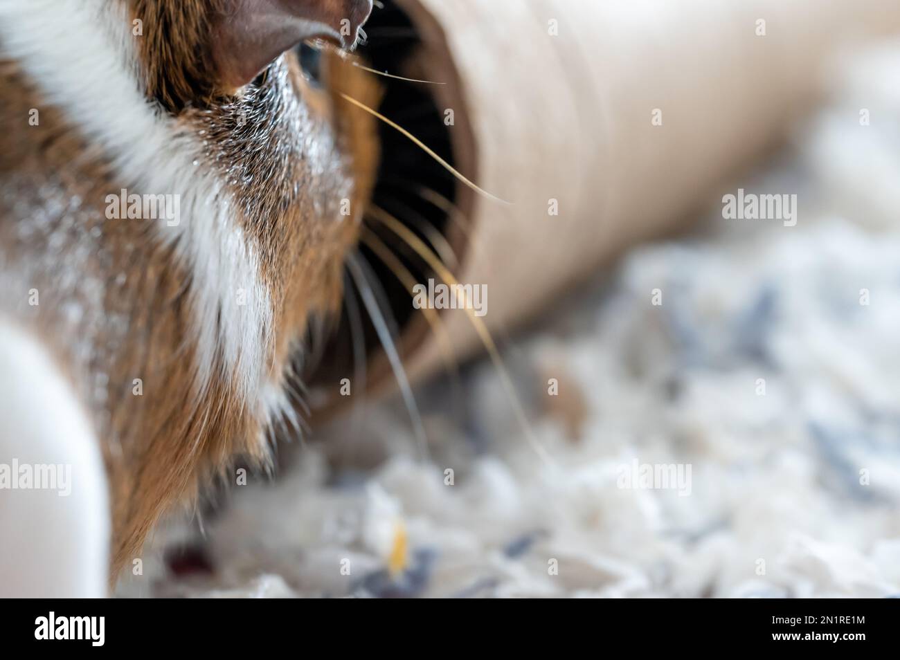 A curious Guinea pig playing with a cardboard tube used for enrichment ...
