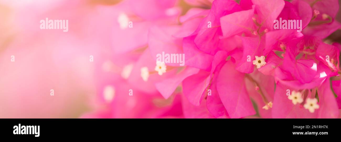 Closeup of pink Bougainvillea flower using as background natural plants ...