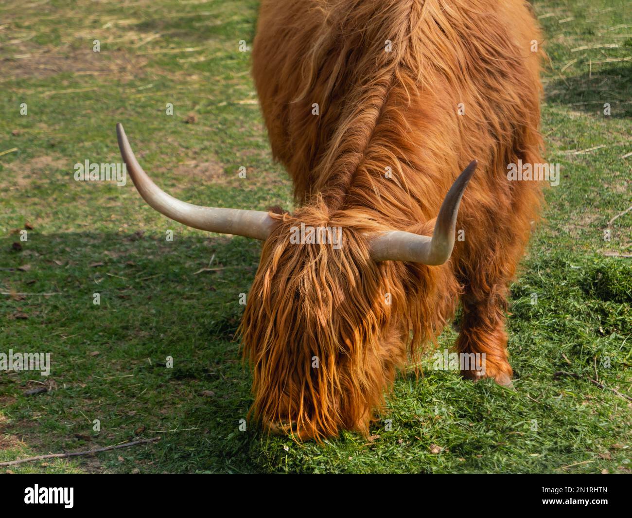 Highland Scottish breed of rustic cattle. Furry cows eat fresh grass in ...