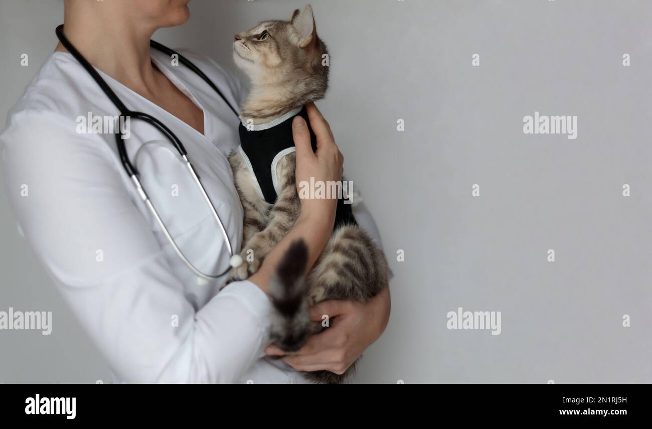 Spayed cat in postoperative bandage. Veterinarian doctor with ...