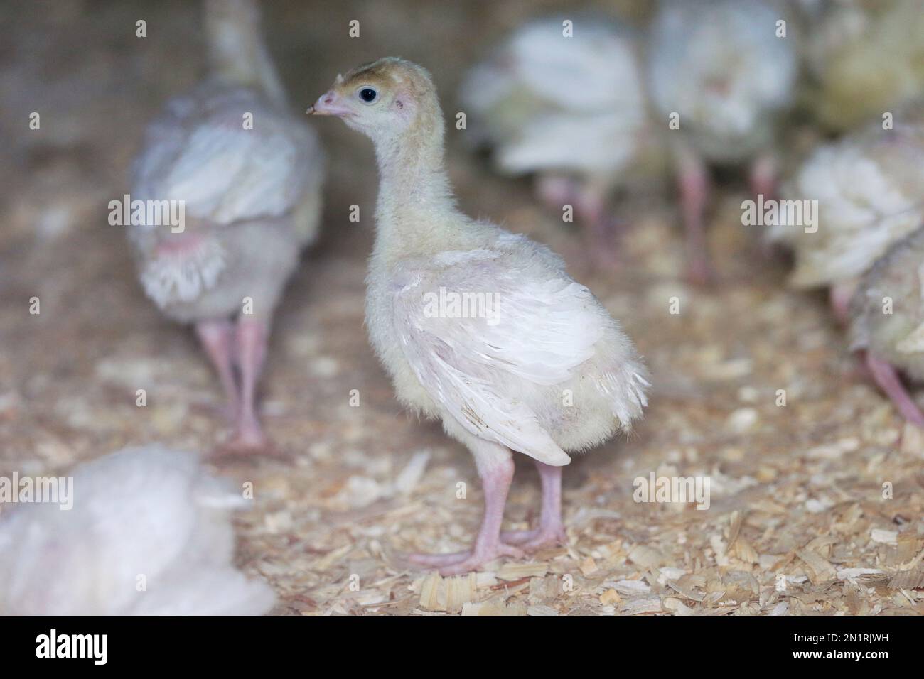 A turkey stands in a barn on the Moline family turkey farm, Monday, Aug ...
