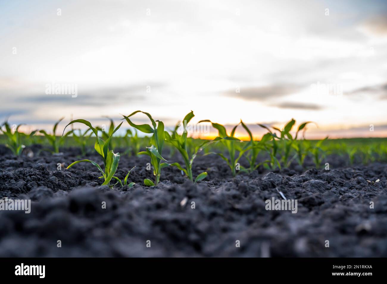 Young corn sprouts growing in a fertile soil. Maize seedling on the ...