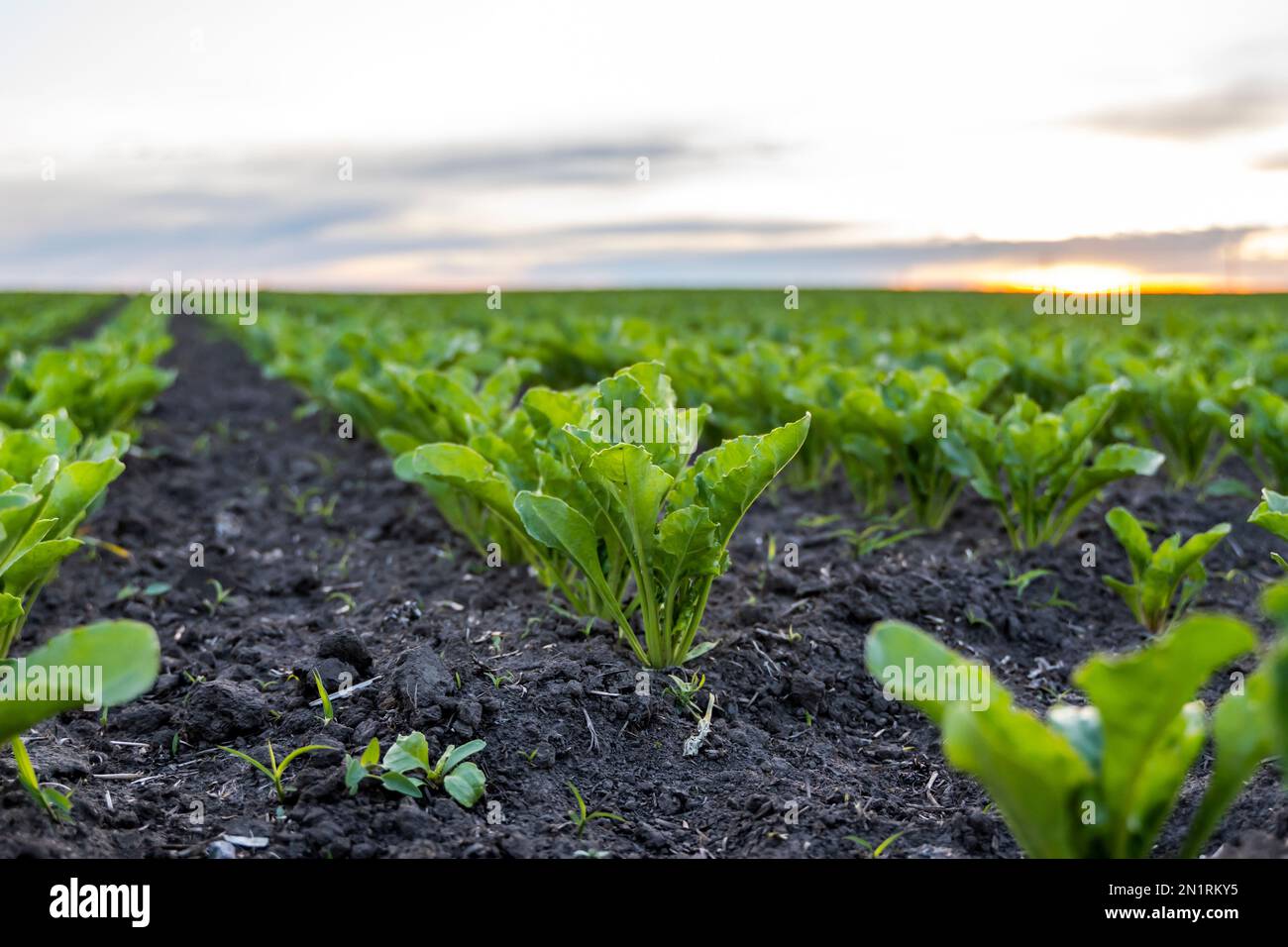 Rows of beet root sprouts beginning to grow. Agriculture, healthy ...