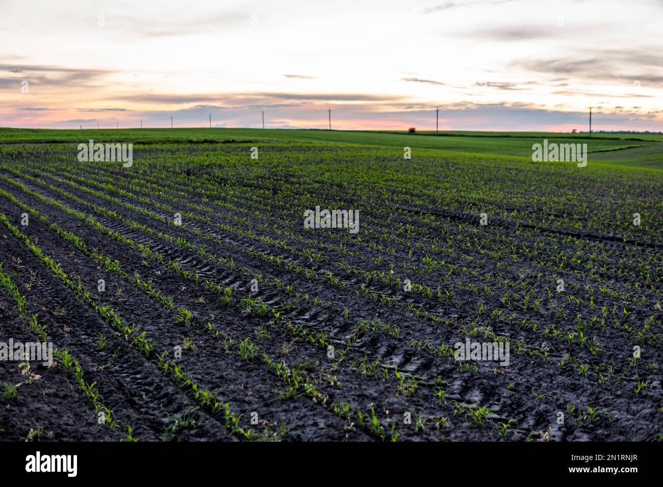 Rows of corn sprouts beginning to grow. Agriculture, healthy eating ...