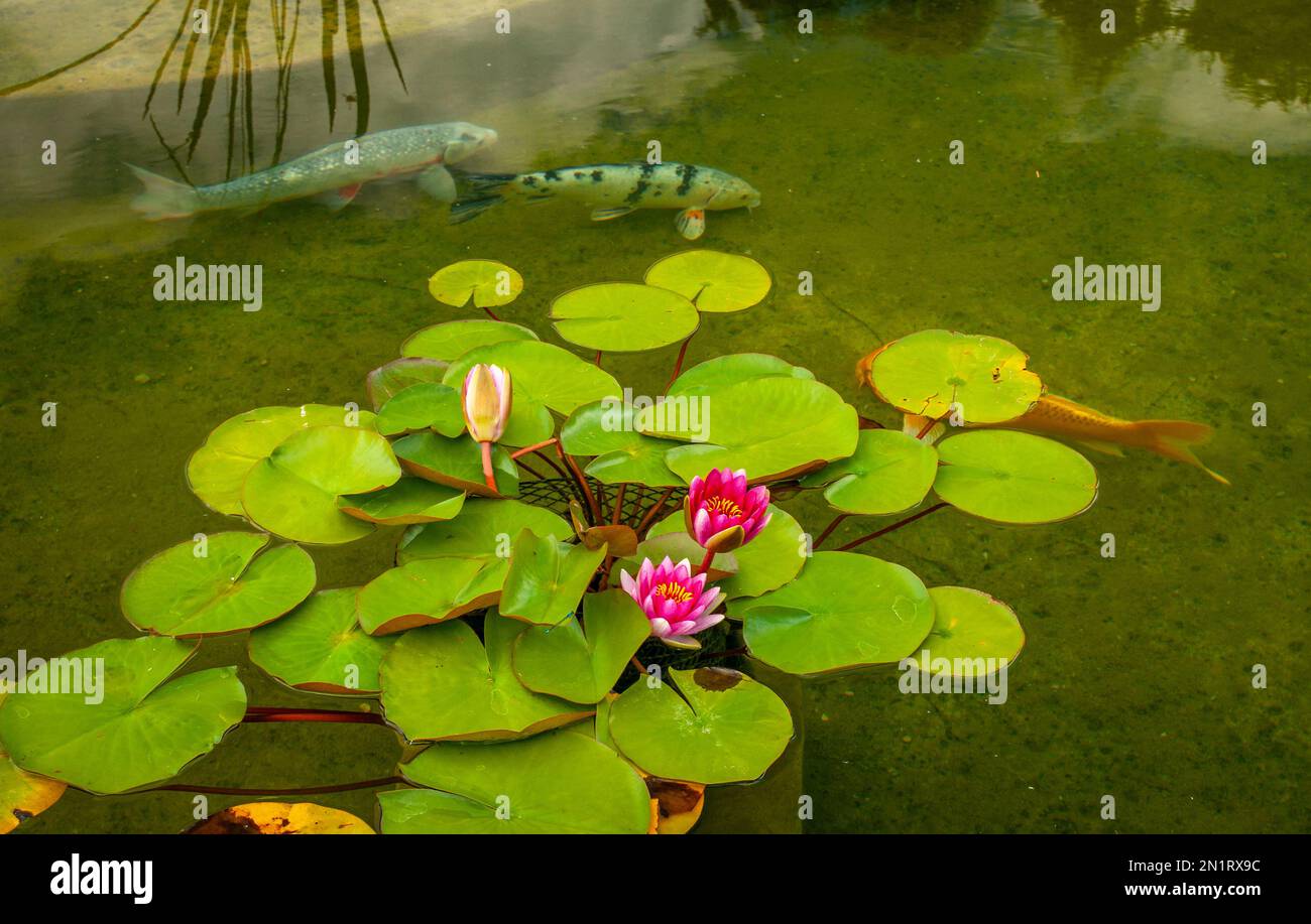 Beautiful blooms of a water lily in a garden pool with large koi ...