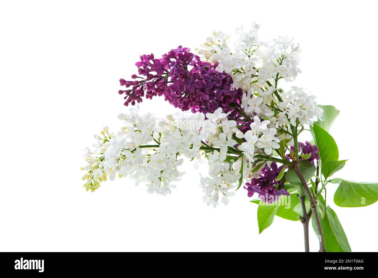 Bouquet beautiful blooming lilacs Cut Out Stock Images & Pictures - Alamy
