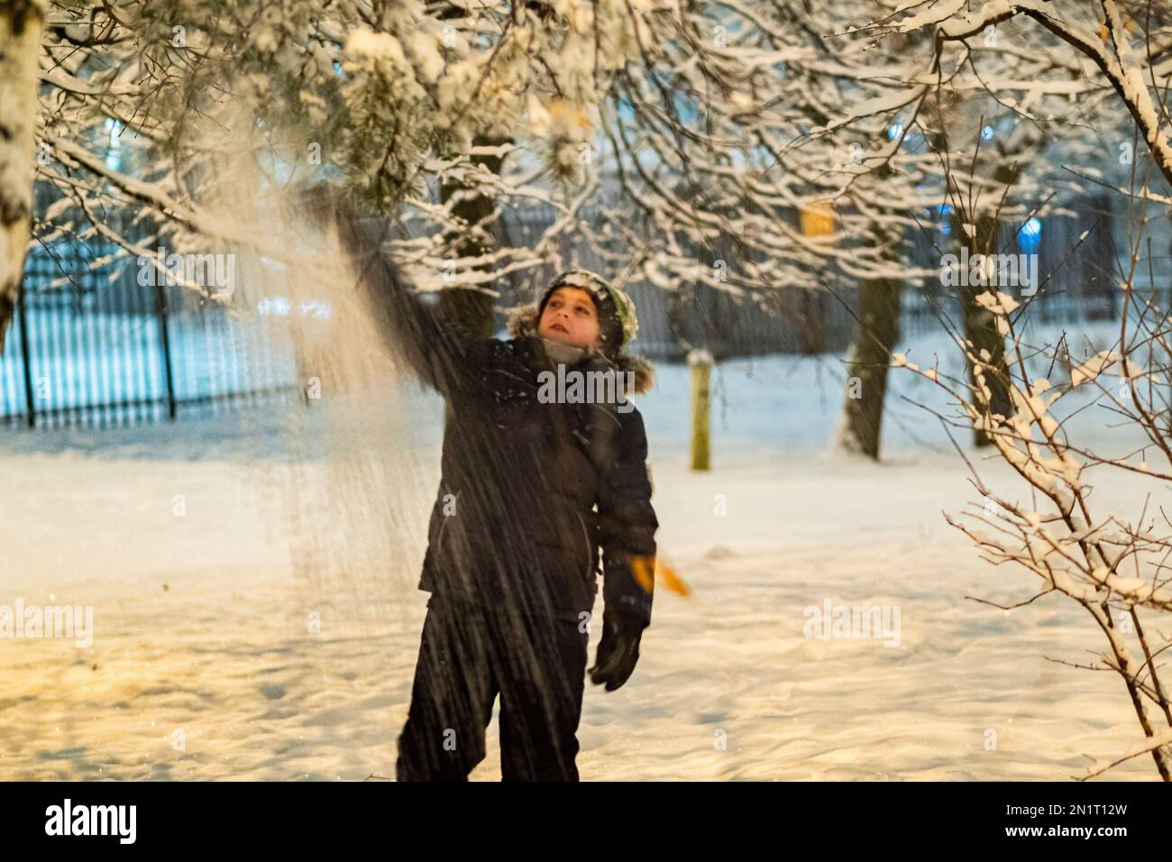 Russia, Moscow. Boy standing under a tree shaking a branch with snow ...