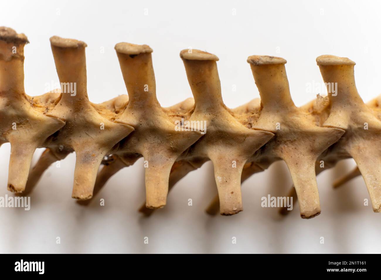 Cervical vertebra is a part of bird skeletal system. Bird anatomy. Bird ...