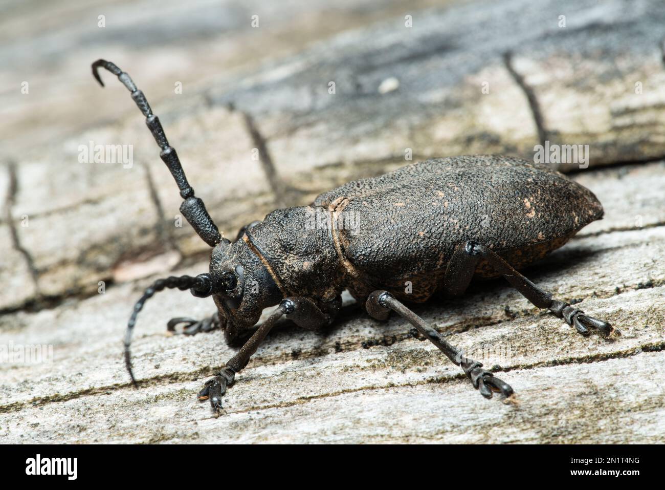 Long-horned weaver beetle (Lamia textor) on a dry tree trunk in a pine ...