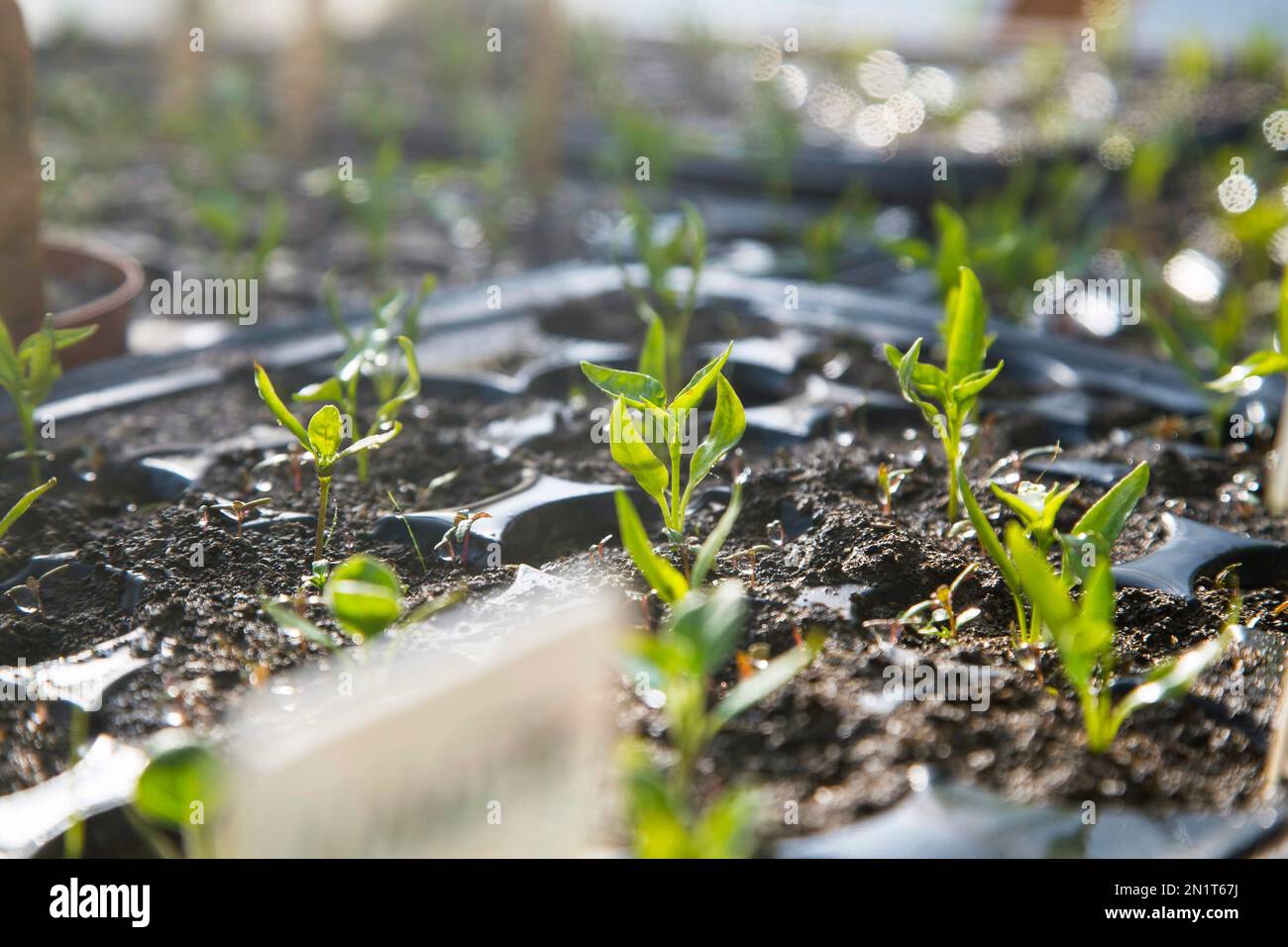 Green house peppers seedling. young pepper plants growing in the green ...