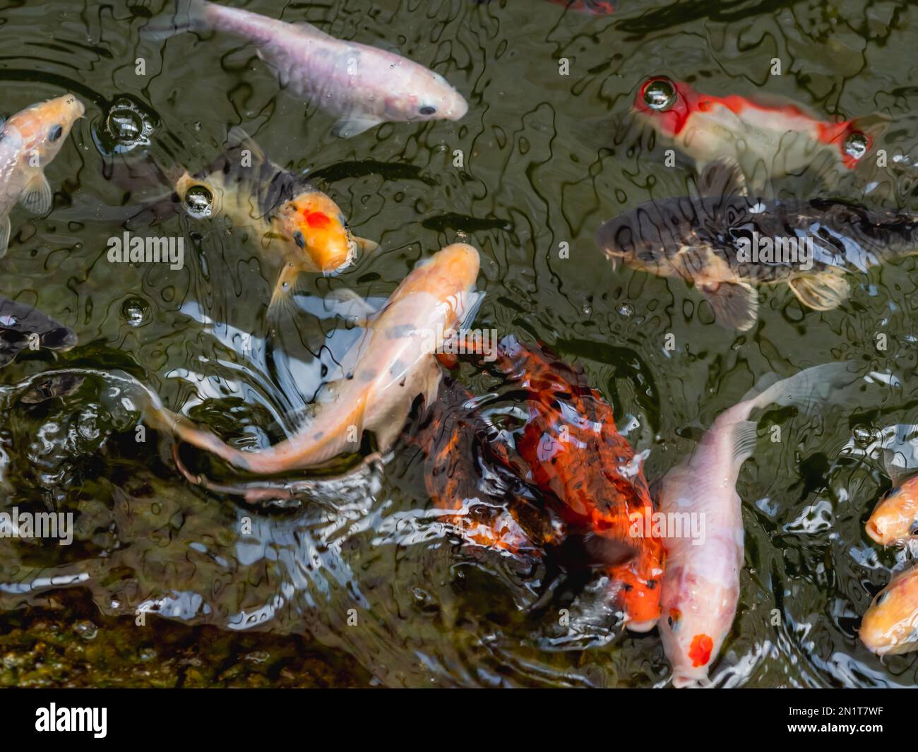 Amur carp hi-res stock photography and images - Alamy