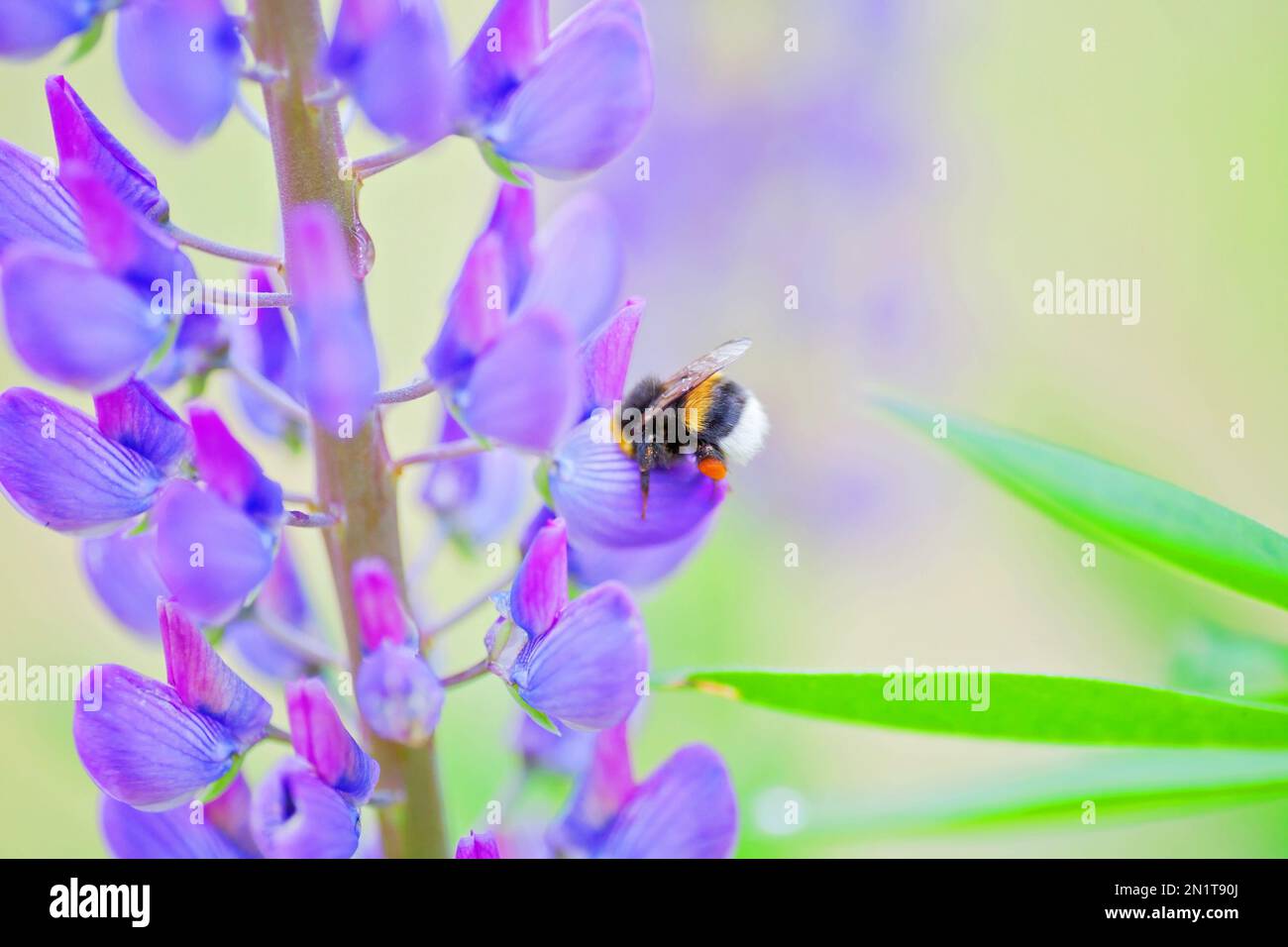 Bumblebee on lupins, purple plants, agriculture Stock Photo - Alamy